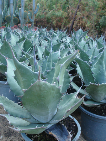 Dubai Cactus Landscaping - Cactus Landscaping Dubai | Agricultural ...