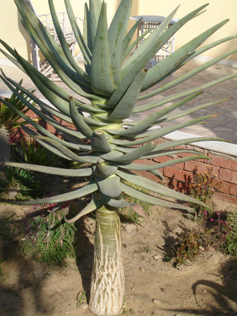 Dubai Cactus Landscaping - Cactus Landscaping Dubai | Agricultural ...