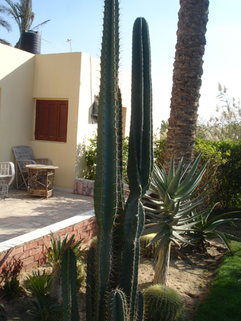 Dubai Cactus Landscaping - Cactus Landscaping Dubai | Agricultural ...