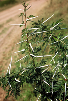 Dubai Trees Landscaping Gallery - Landscaping | Agricultural Group LLC
